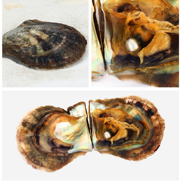 Natural Akoya Pearl in Oyster - Life takes Living